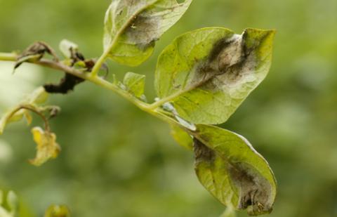 Míldio em Batata Míldio | Syngenta