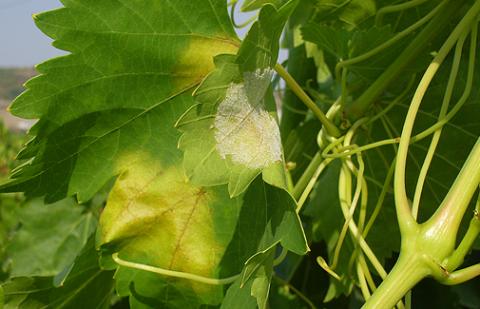Míldio em Vinha Míldio | Syngenta