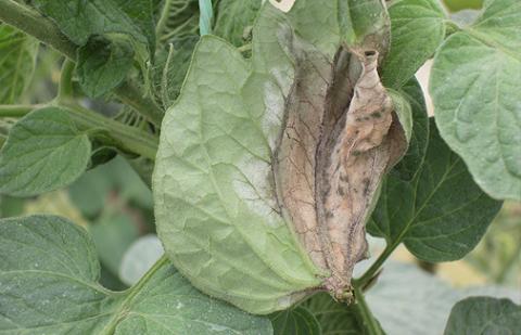 Míldio em Tomate Míldio | Syngenta