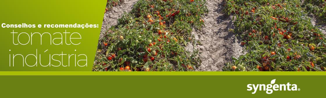 Tomate Indústria | Syngenta