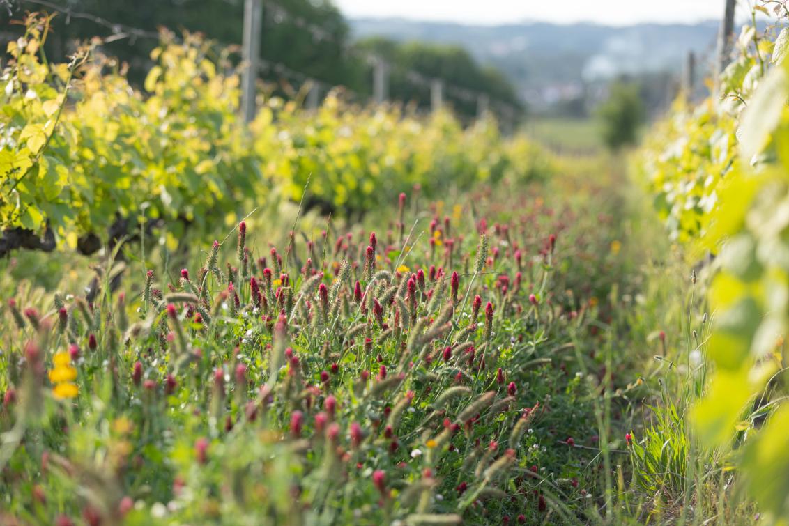 Sogrape no caminho sustentado para a Agroecologia | Syngenta