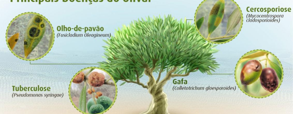 A importância da proteção do olival no Outono | Syngenta