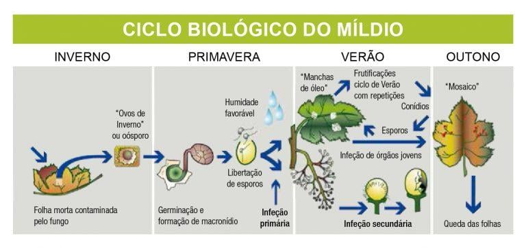 Míldio da videira - cientistas descobrem a verdadeira origem da ...